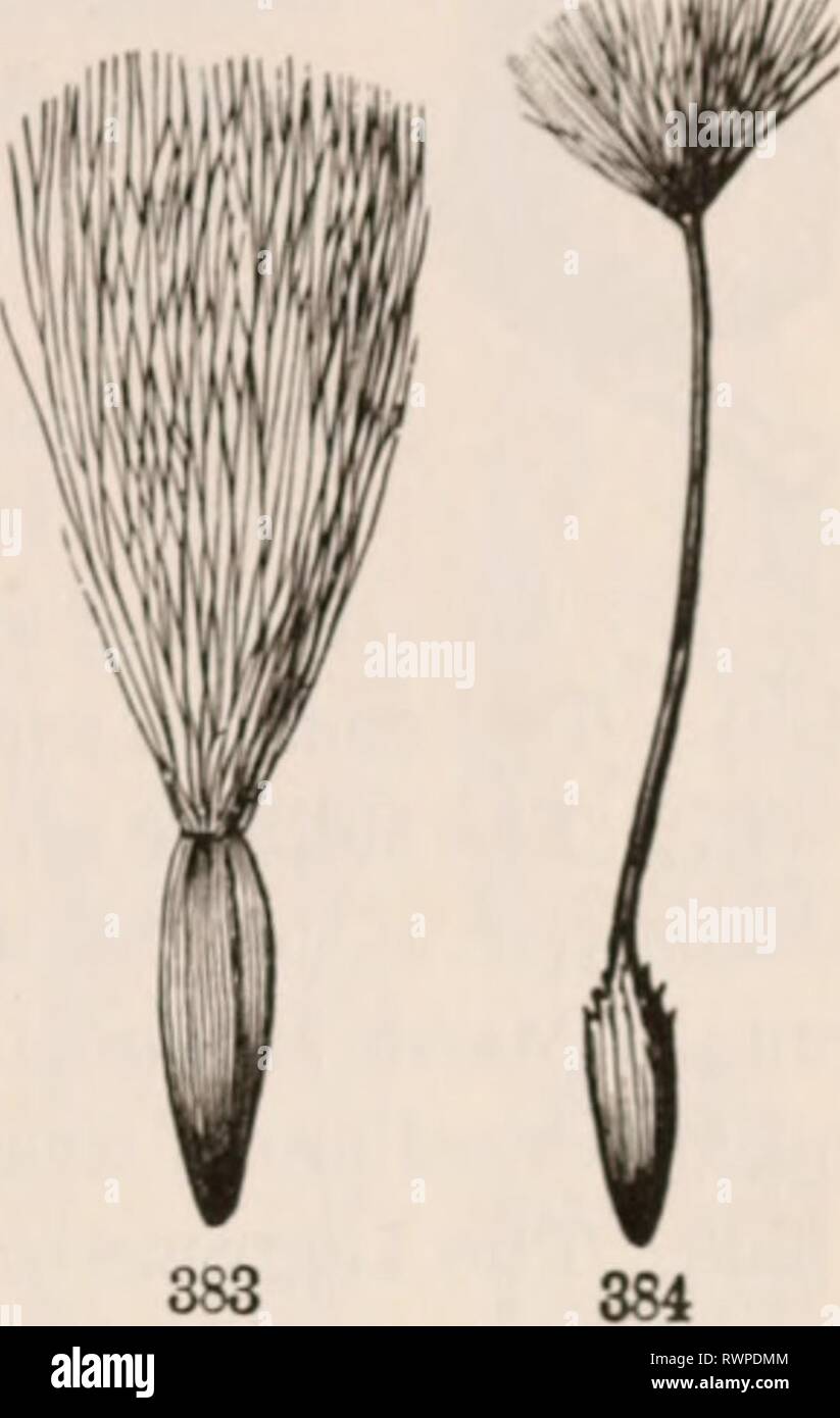 Pappus Beak High Resolution Stock Photography and Images - Alamy