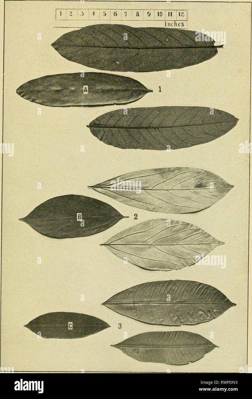 The Emu official organ Stock Photo - Alamy