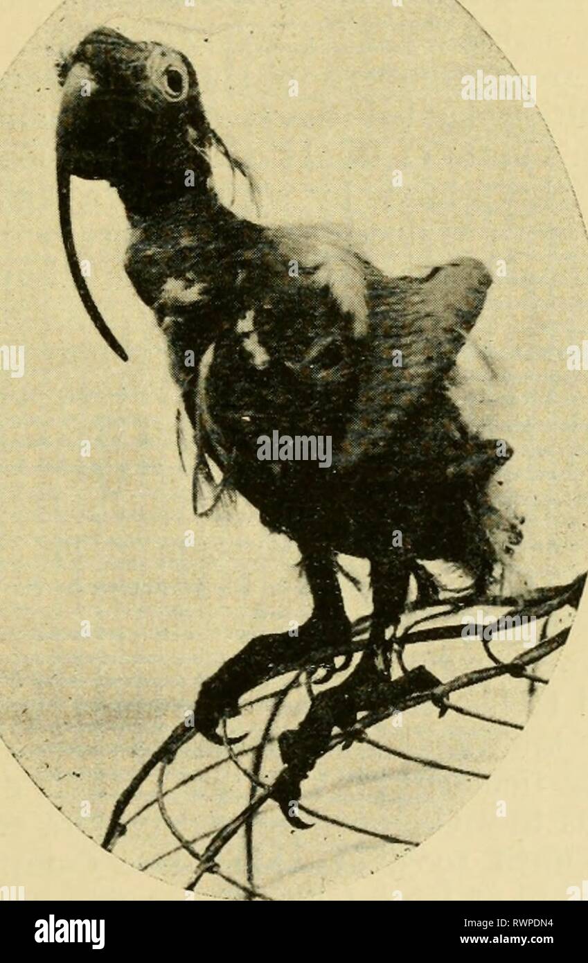 The Emu official organ Stock Photo - Alamy