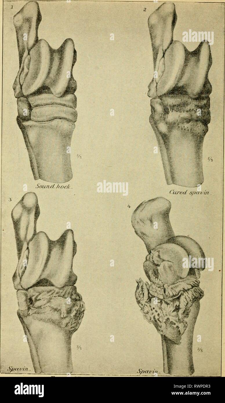 Elements of hippology (1908 Stock Photo - Alamy