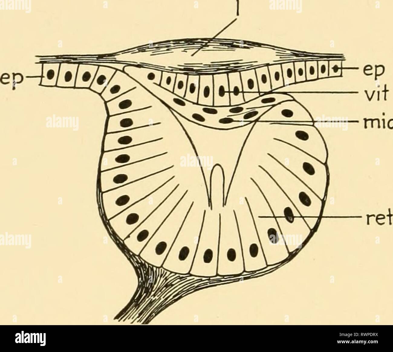 Embryology of insects and myriapods; Embryology of insects and ...