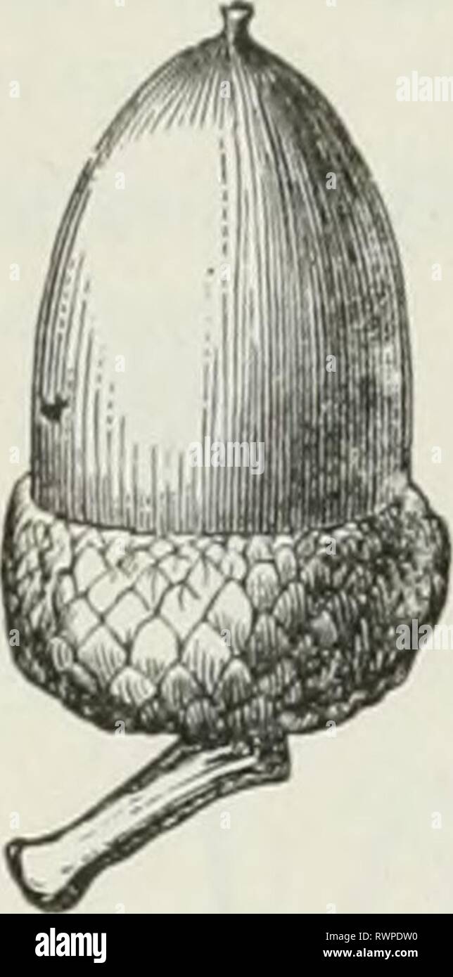 O husk hi-res stock photography and images - Alamy