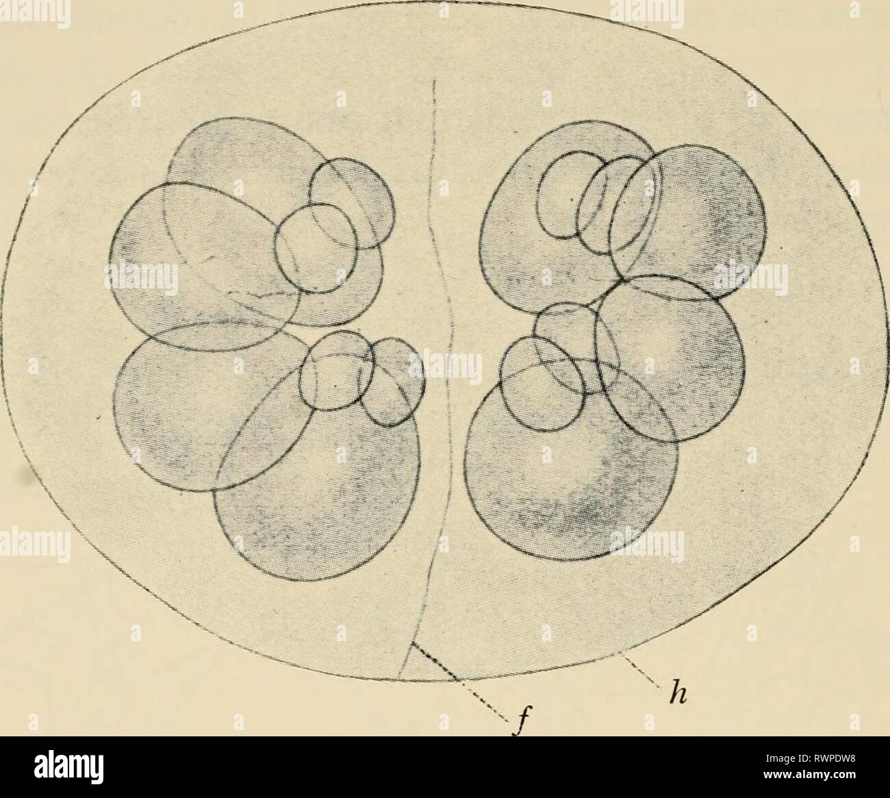The elements of experimental embryology Stock Photo - Alamy