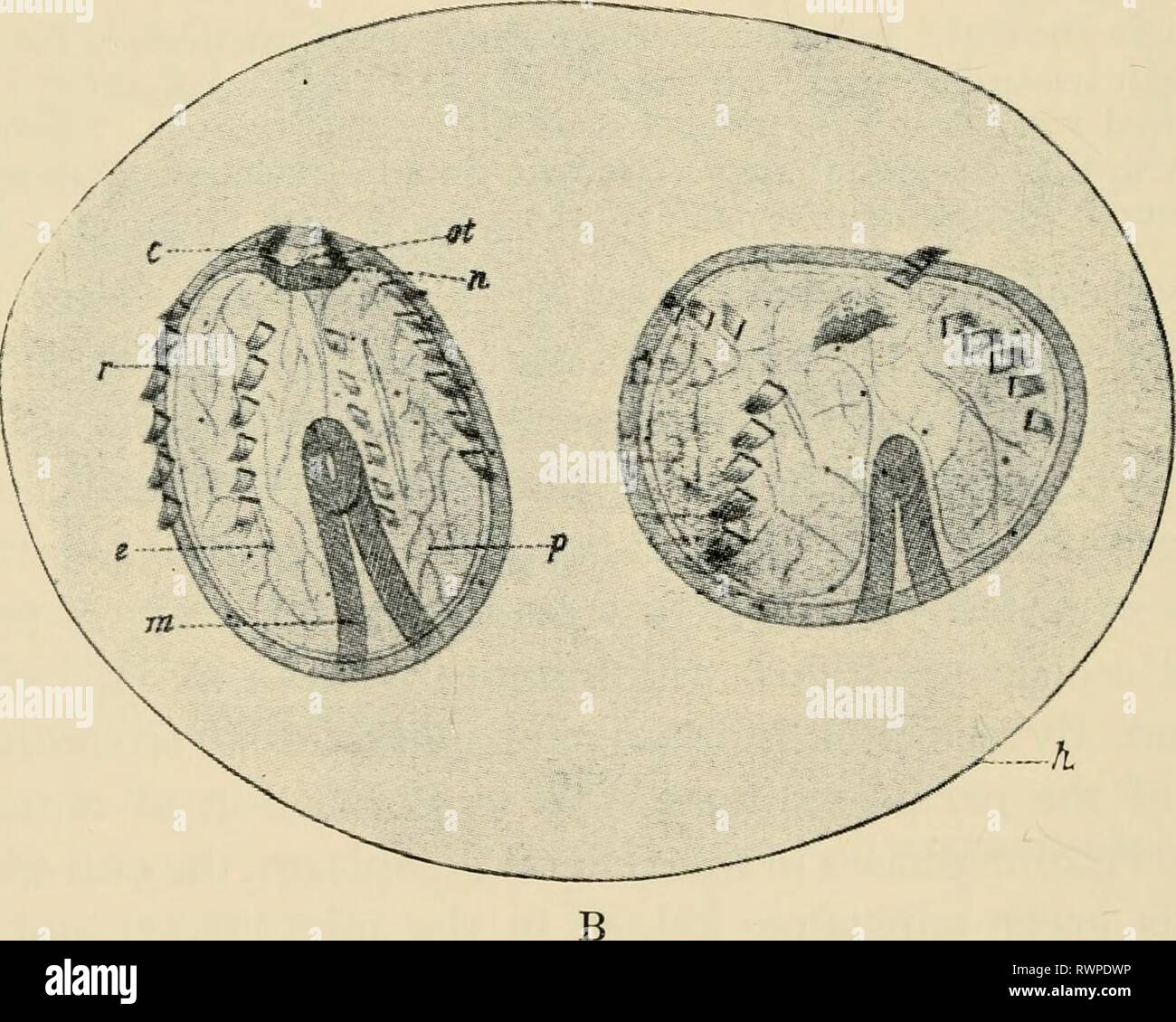 The elements of experimental embryology Stock Photo - Alamy