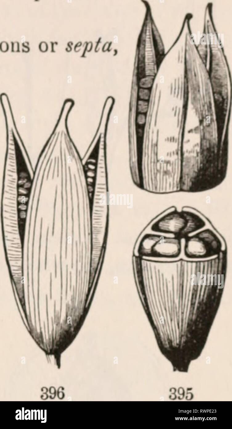 The elements of botany for Stock Photo - Alamy