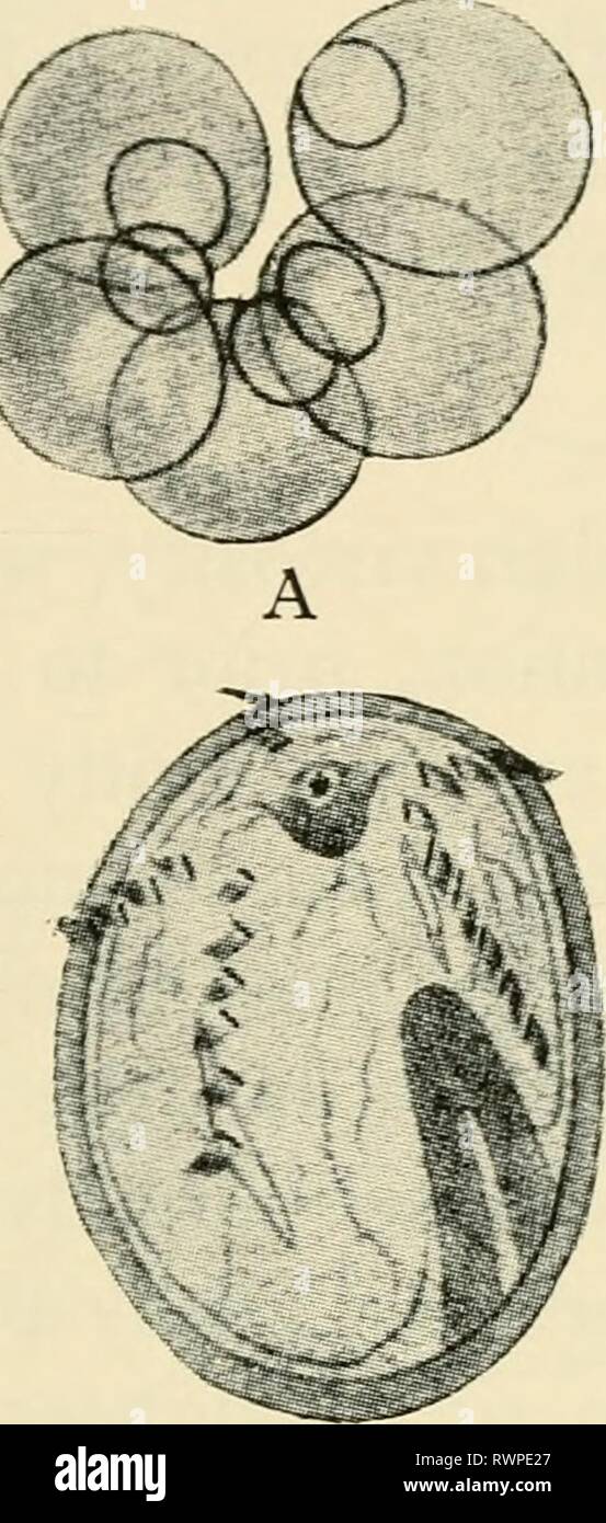 The elements of experimental embryology Stock Photo - Alamy