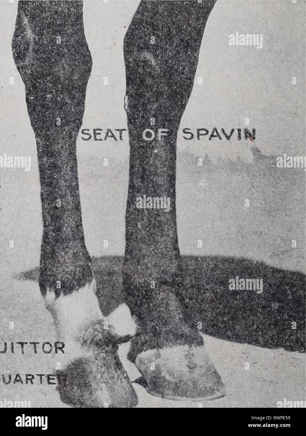 Spavin High Resolution Stock Photography and Images - Alamy