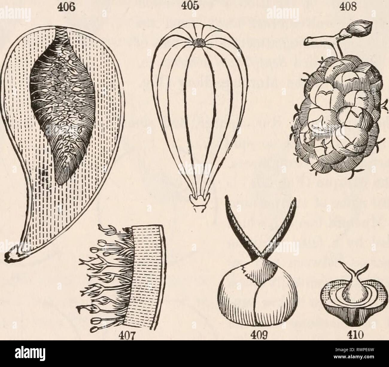 Silicle hi-res stock photography and images - Alamy