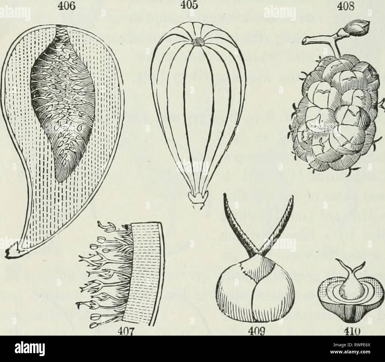 One stem multiple flowers hi-res stock photography and images - Alamy