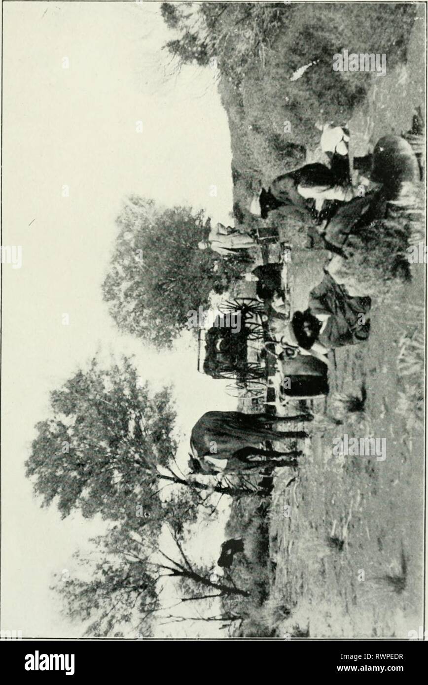 The Emu (1901 Stock Photo - Alamy