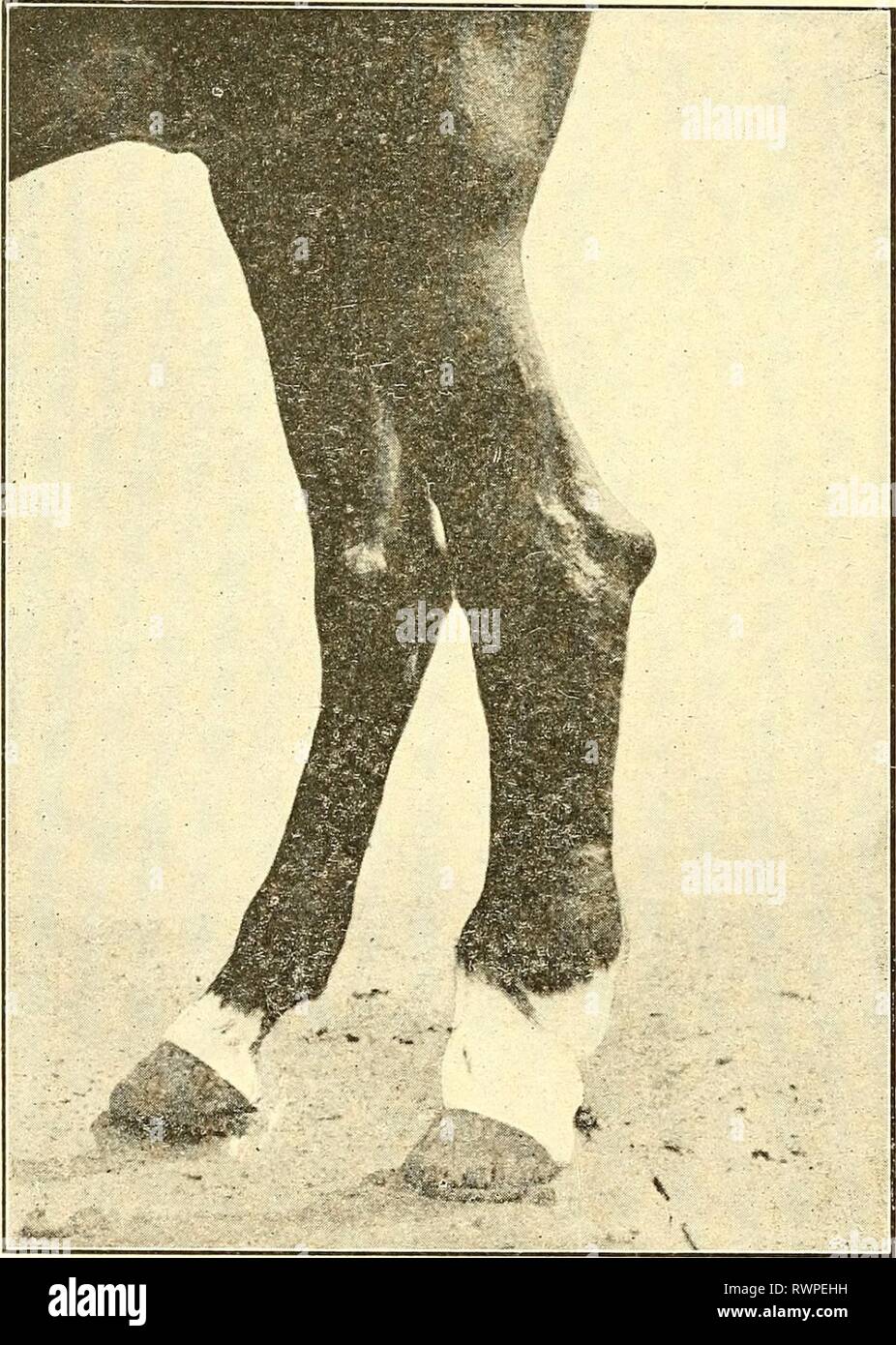 Elements of hippology (1914 Stock Photo - Alamy