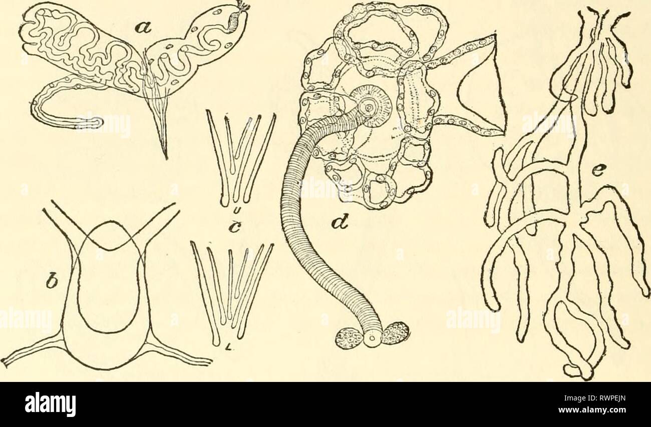 Enchytræidæ of the west coast Stock Photo - Alamy