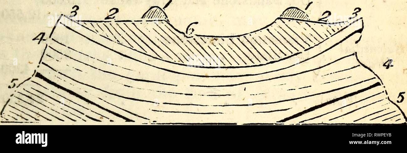 The elements of geology, for Stock Photo - Alamy