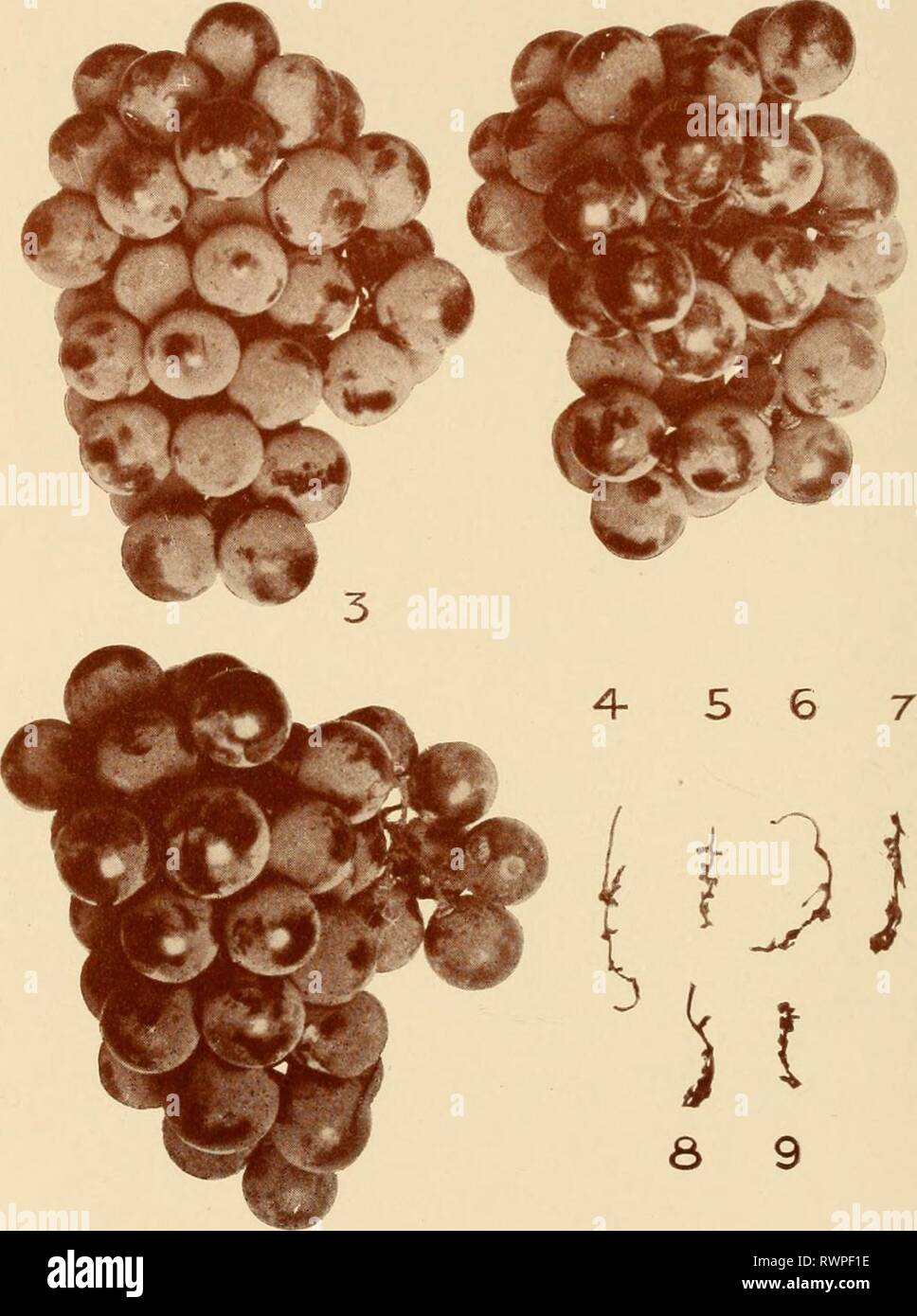 Elementary principles of agriculture Stock Photo - Alamy