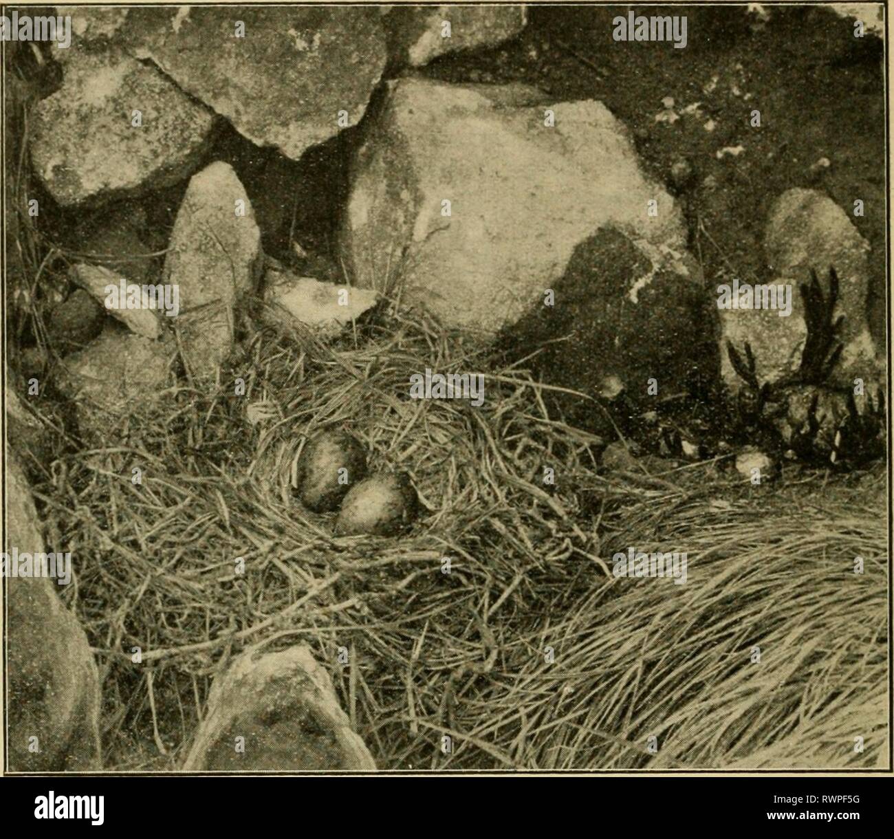 The Emu official organ Stock Photo - Alamy