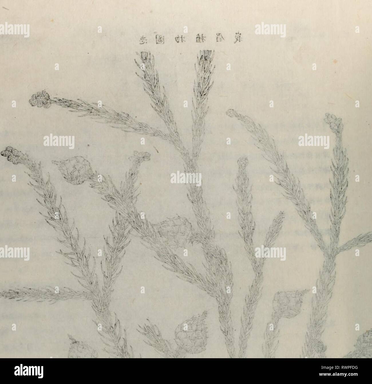 e mei zhi wu zhi Stock Photo - Alamy