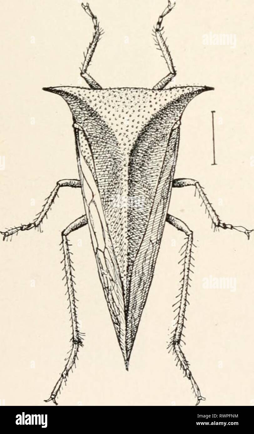 Elementary entomology ([c1912]) Elementary entomology ...