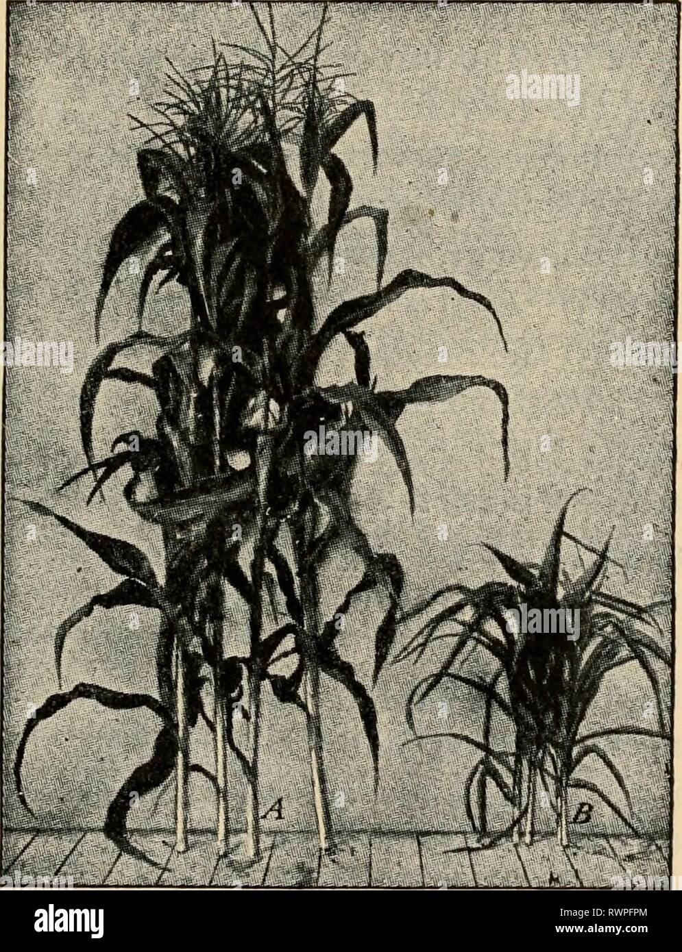 Elementary principles of agriculture Stock Photo - Alamy