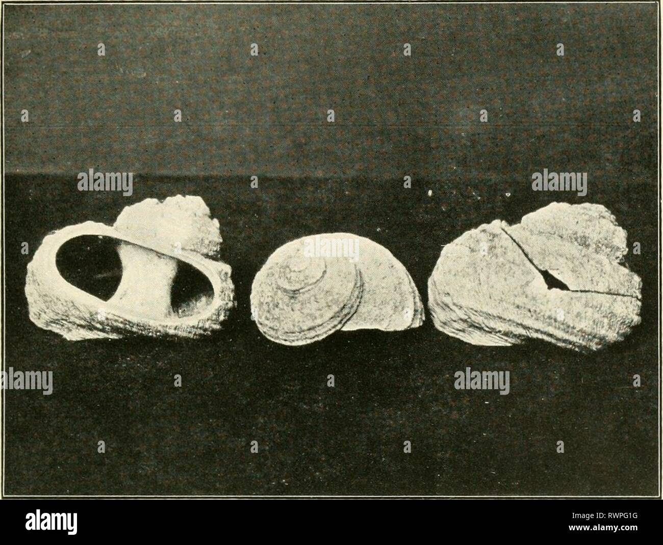 The Emu official organ Stock Photo - Alamy