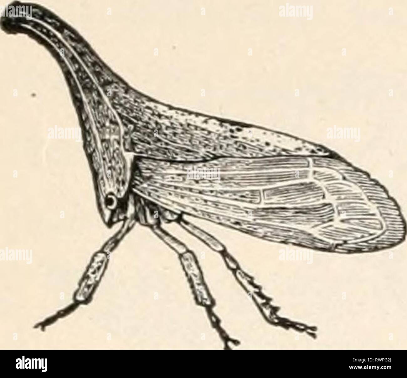 Elementary entomology ([c1912]) Elementary entomology ...