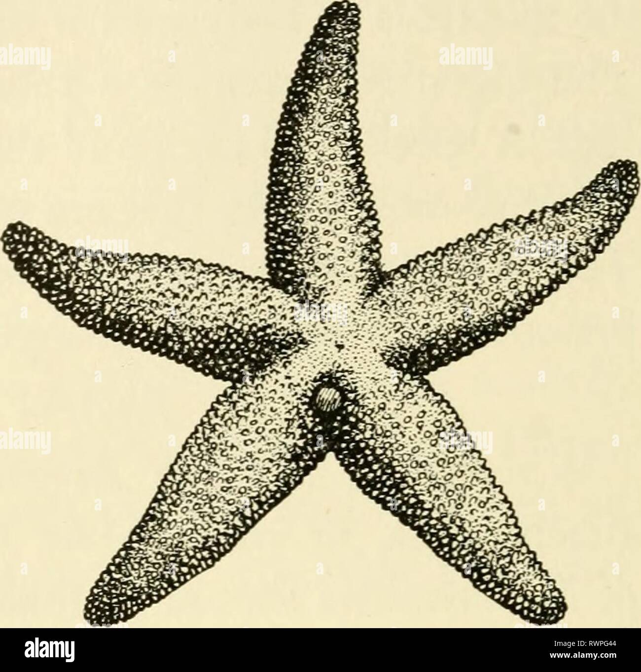 Coelom hi-res stock photography and images - Alamy