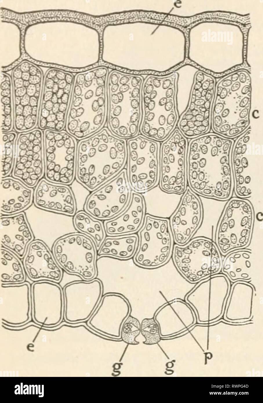 Palisade cells hi-res stock photography and images - Alamy