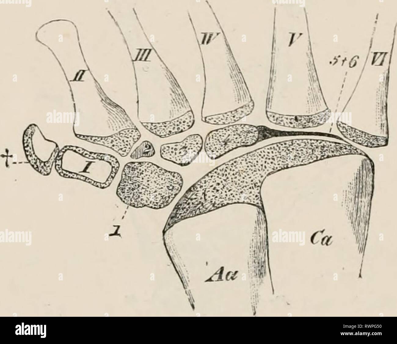 Distal phalanges foot bones hi-res stock photography and images - Alamy