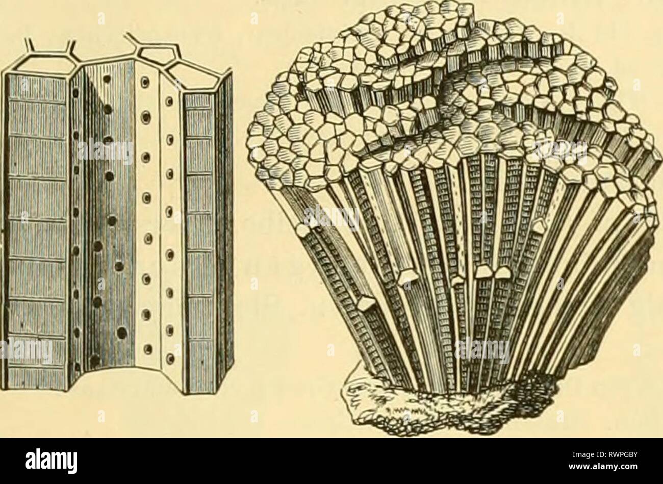 Tabulata hi-res stock photography and images - Alamy