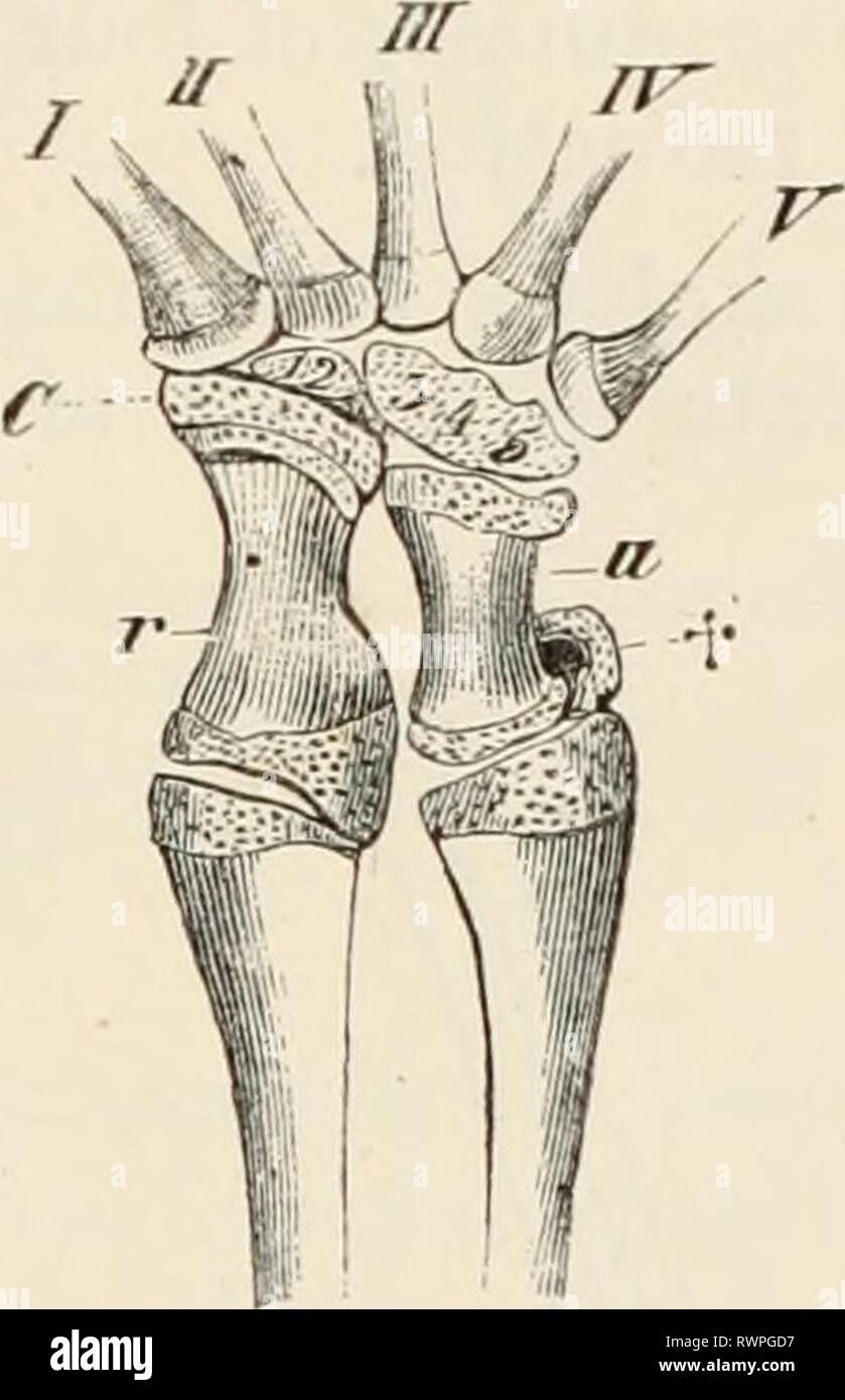 Distal row of carpal bones hi-res stock photography and images - Alamy