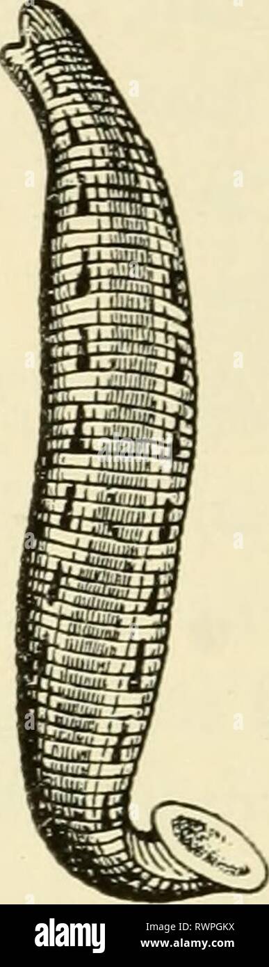 Leech mouth hi-res stock photography and images - Alamy