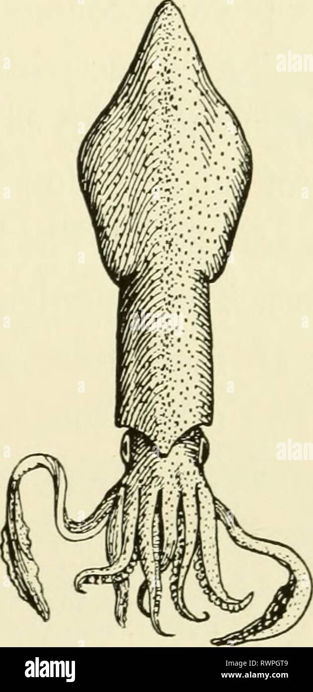 Phylum Mollusca Squid