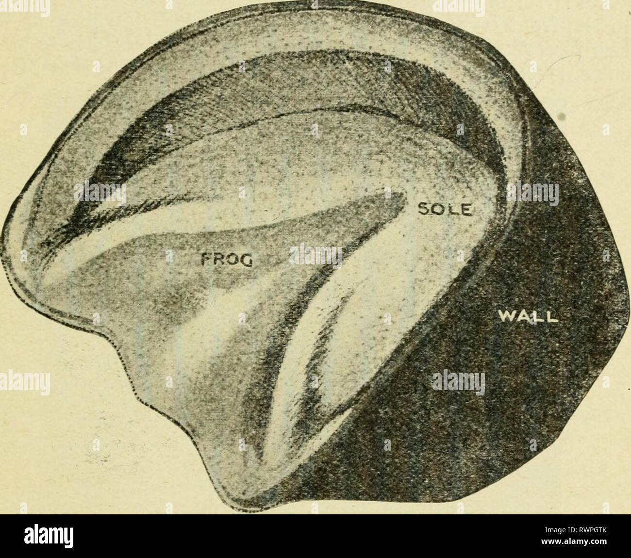 Elements of hippology (1908 Stock Photo - Alamy