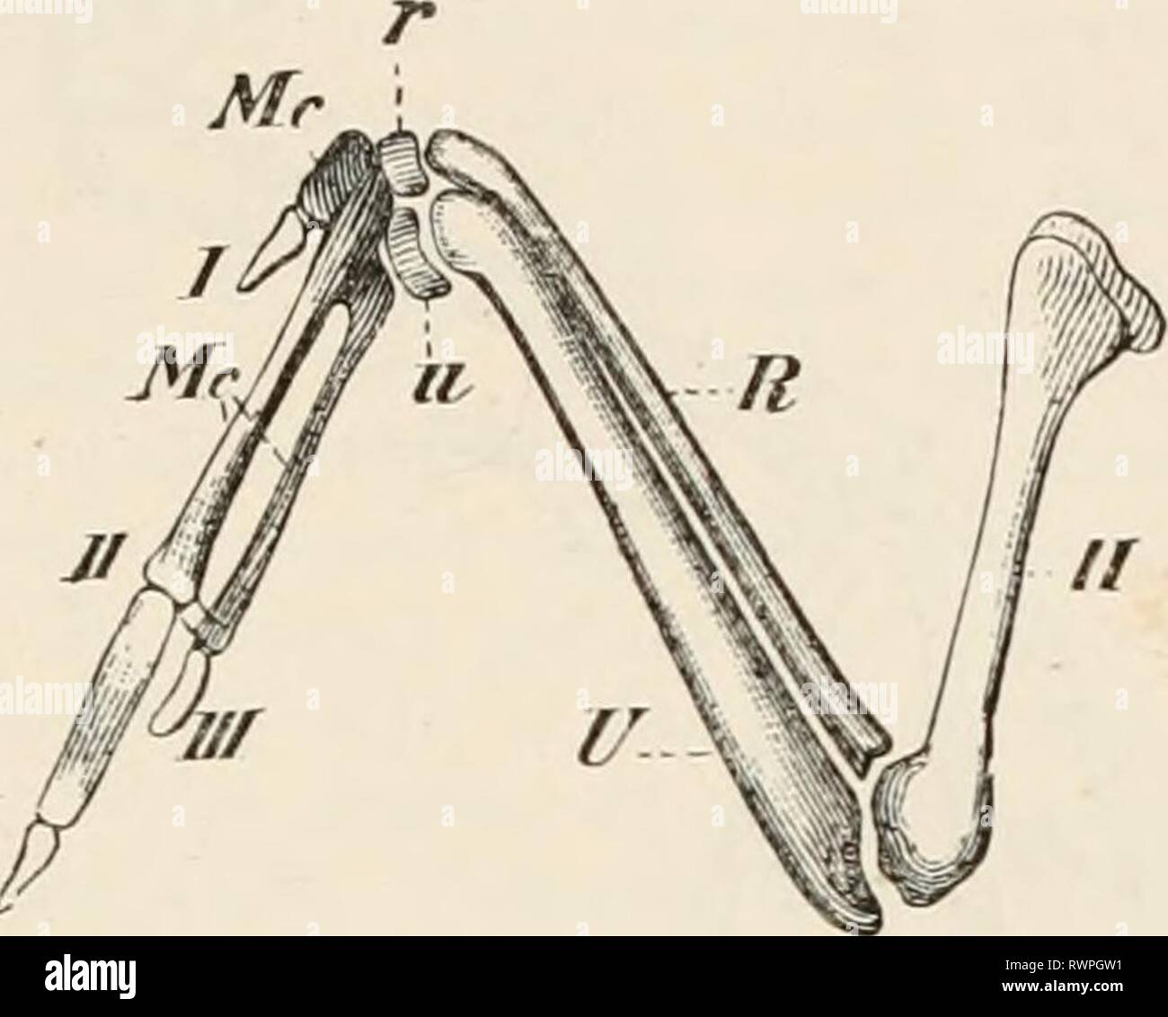 Elements of the comparative anatomy Elements of the comparative anatomy ...