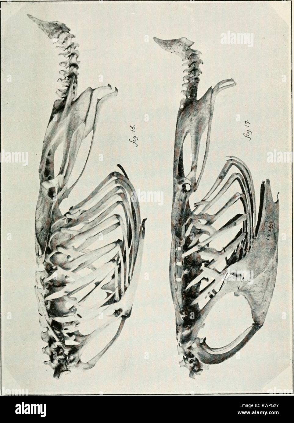 The Emu (1901 Stock Photo - Alamy