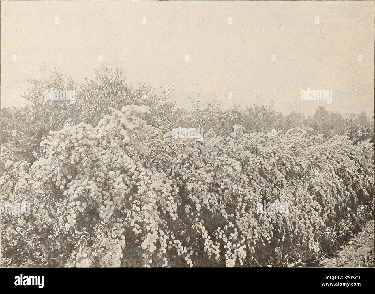 [Ellwanger & Barry's general catalogue] Stock Photo - Alamy