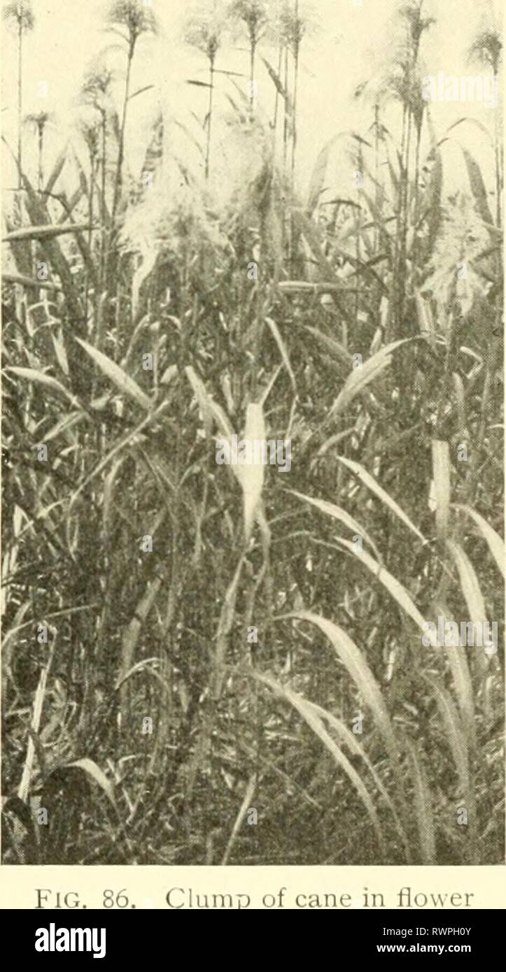 Elements of Philippine agriculture (1908 Stock Photo - Alamy