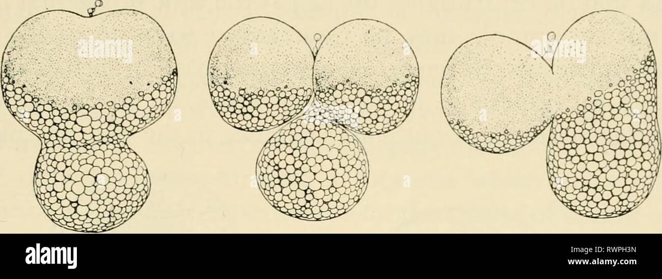 The elements of experimental embryology Stock Photo - Alamy
