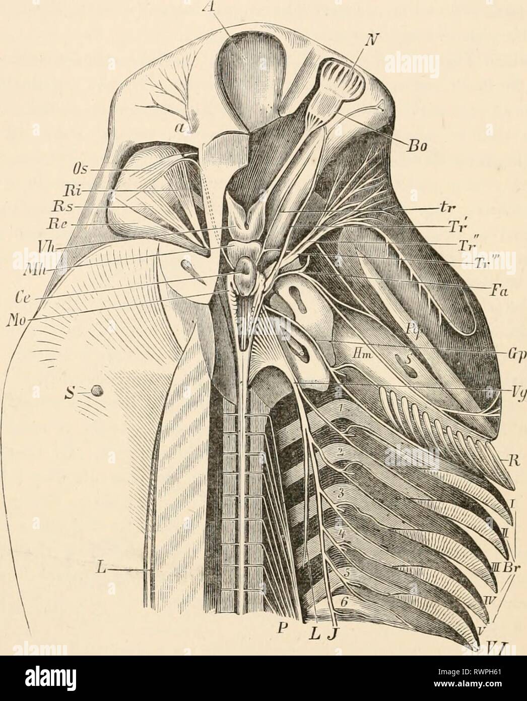 Cyclostomes hi-res stock photography and images - Alamy