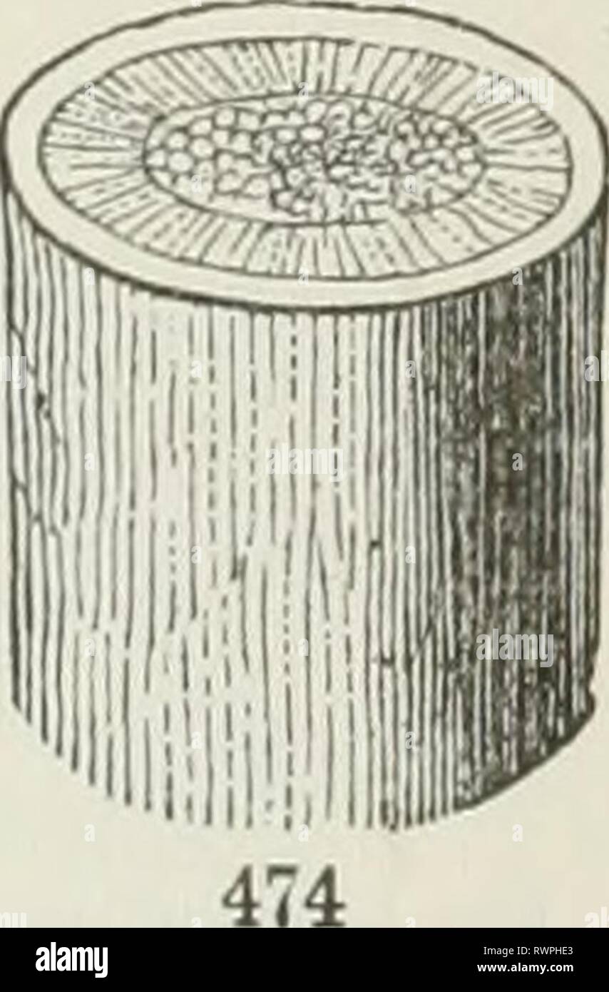 Endogenous stem hi-res stock photography and images - Alamy