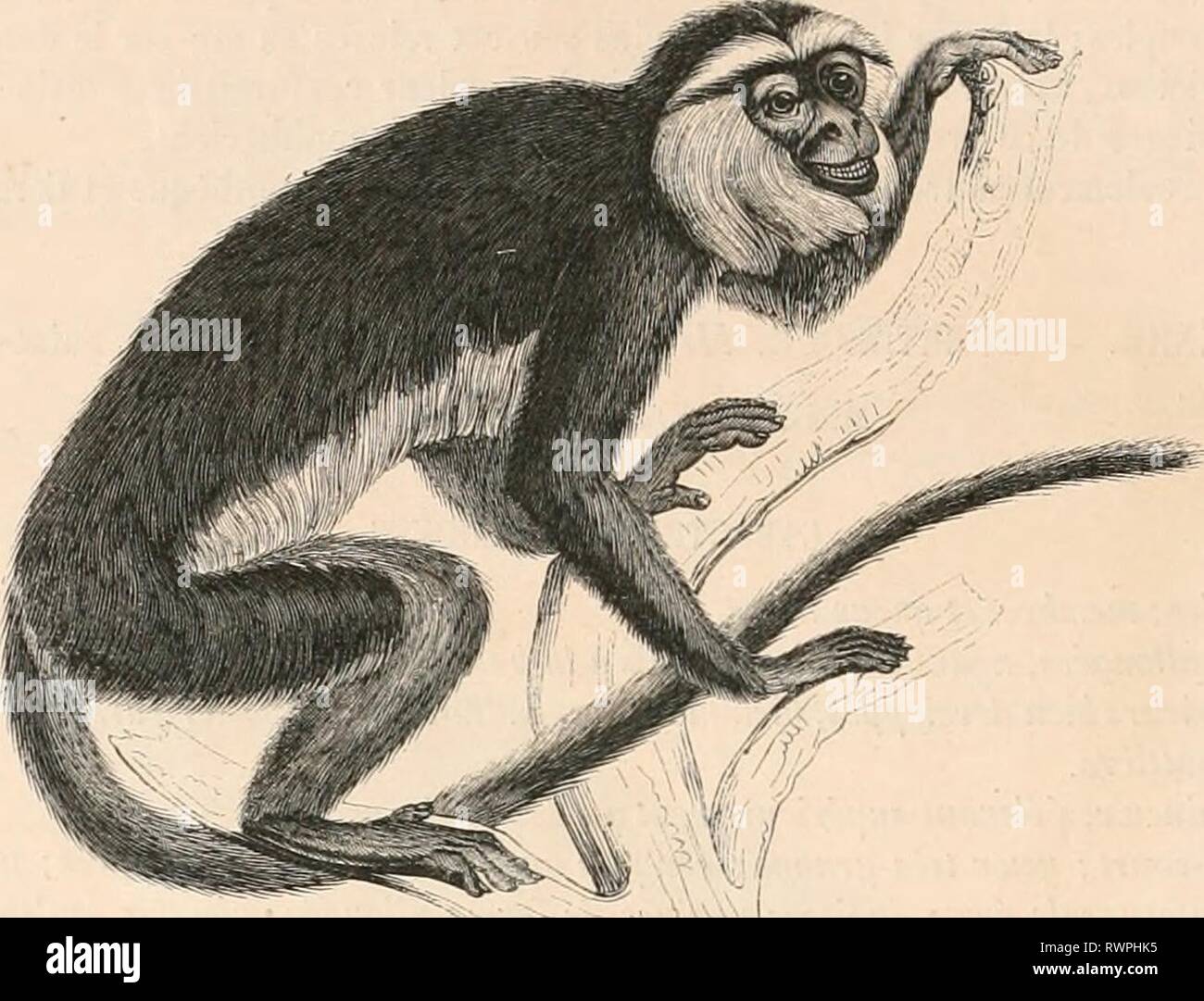 Geoffroy de la tour hi-res stock photography and images - Alamy