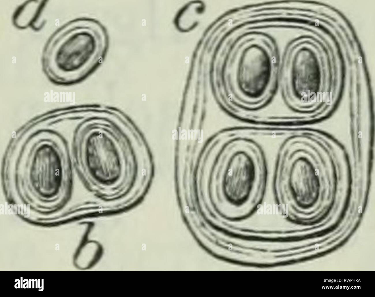 Elemente der wissenschaftlichen Botanik (1906 Stock Photo - Alamy