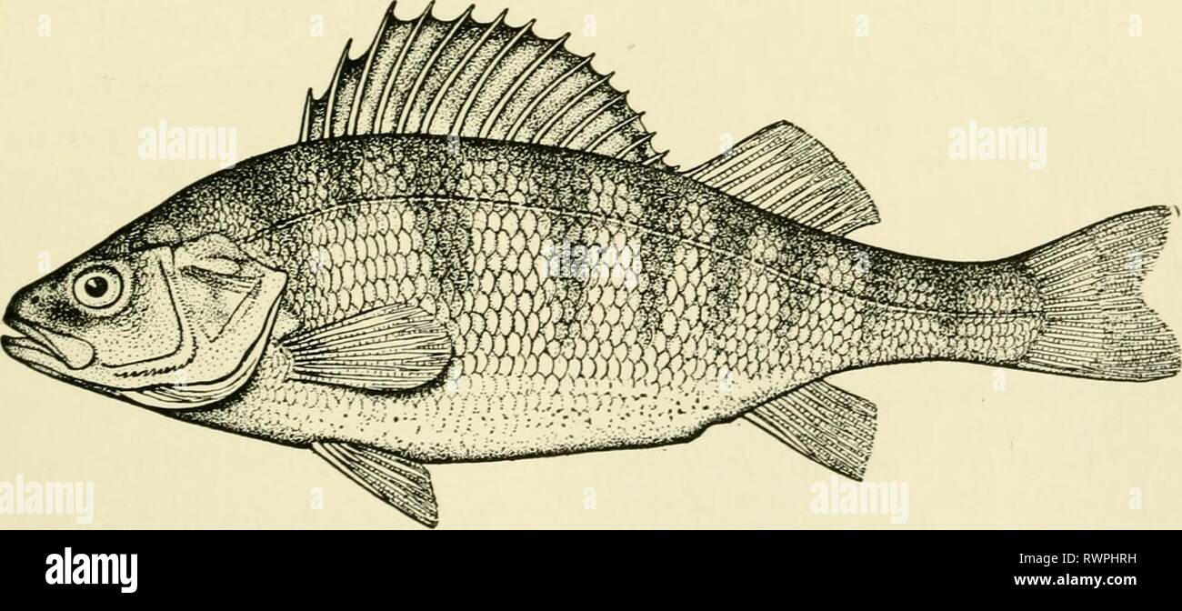 Operculum shark hi-res stock photography and images - Alamy