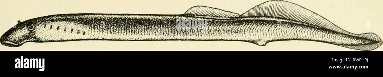 Cyclostomata hi-res stock photography and images - Alamy