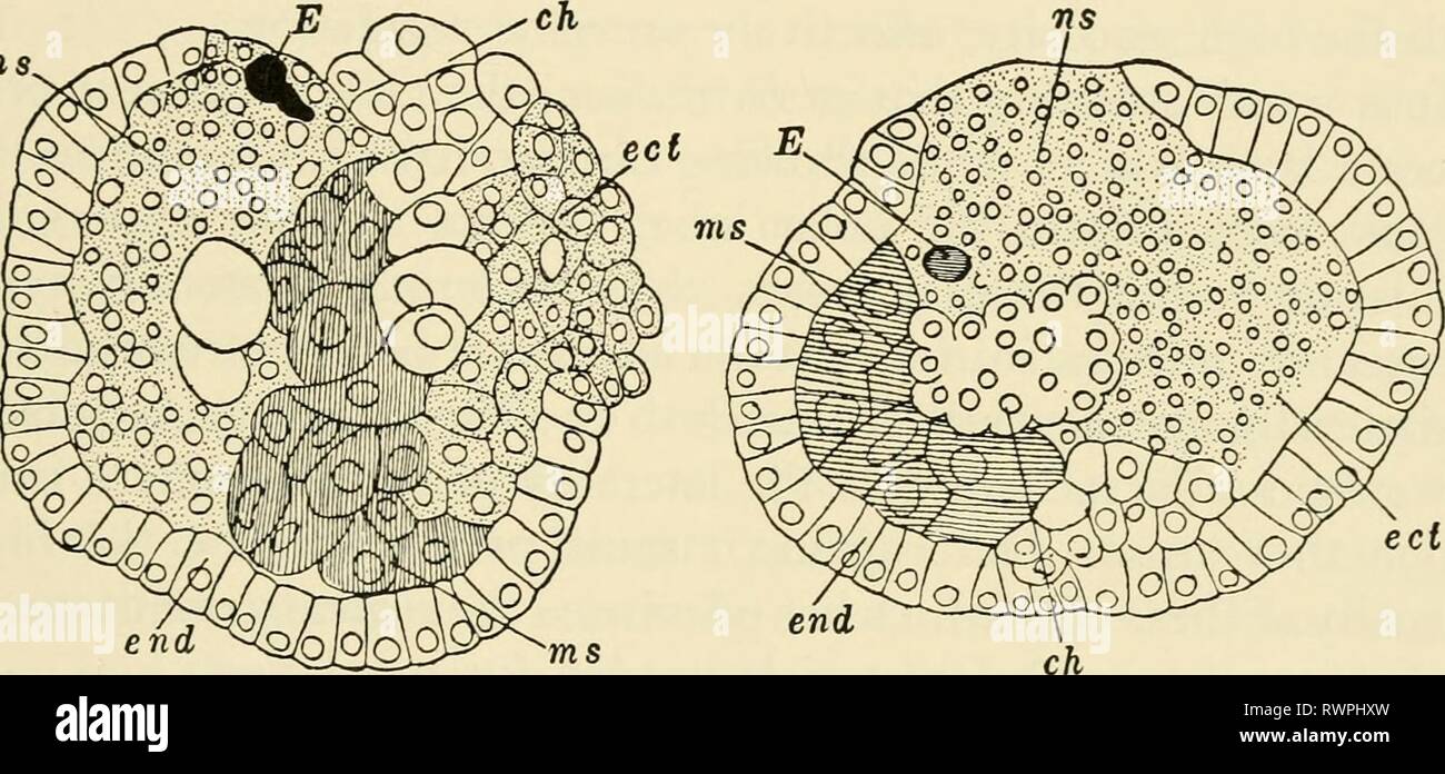The elements of experimental embryology Stock Photo - Alamy
