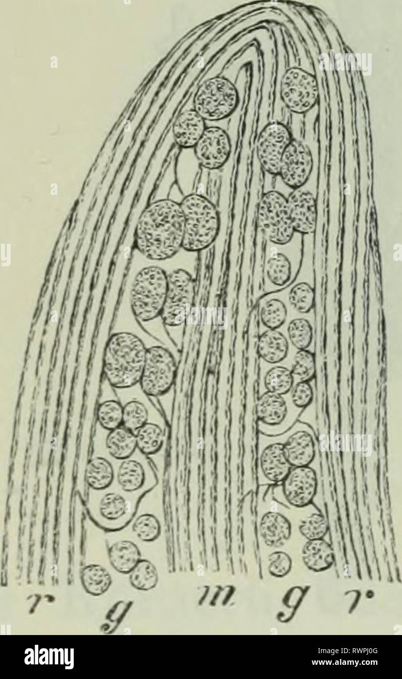 Elemente der wissenschaftlichen Botanik (1906 Stock Photo - Alamy