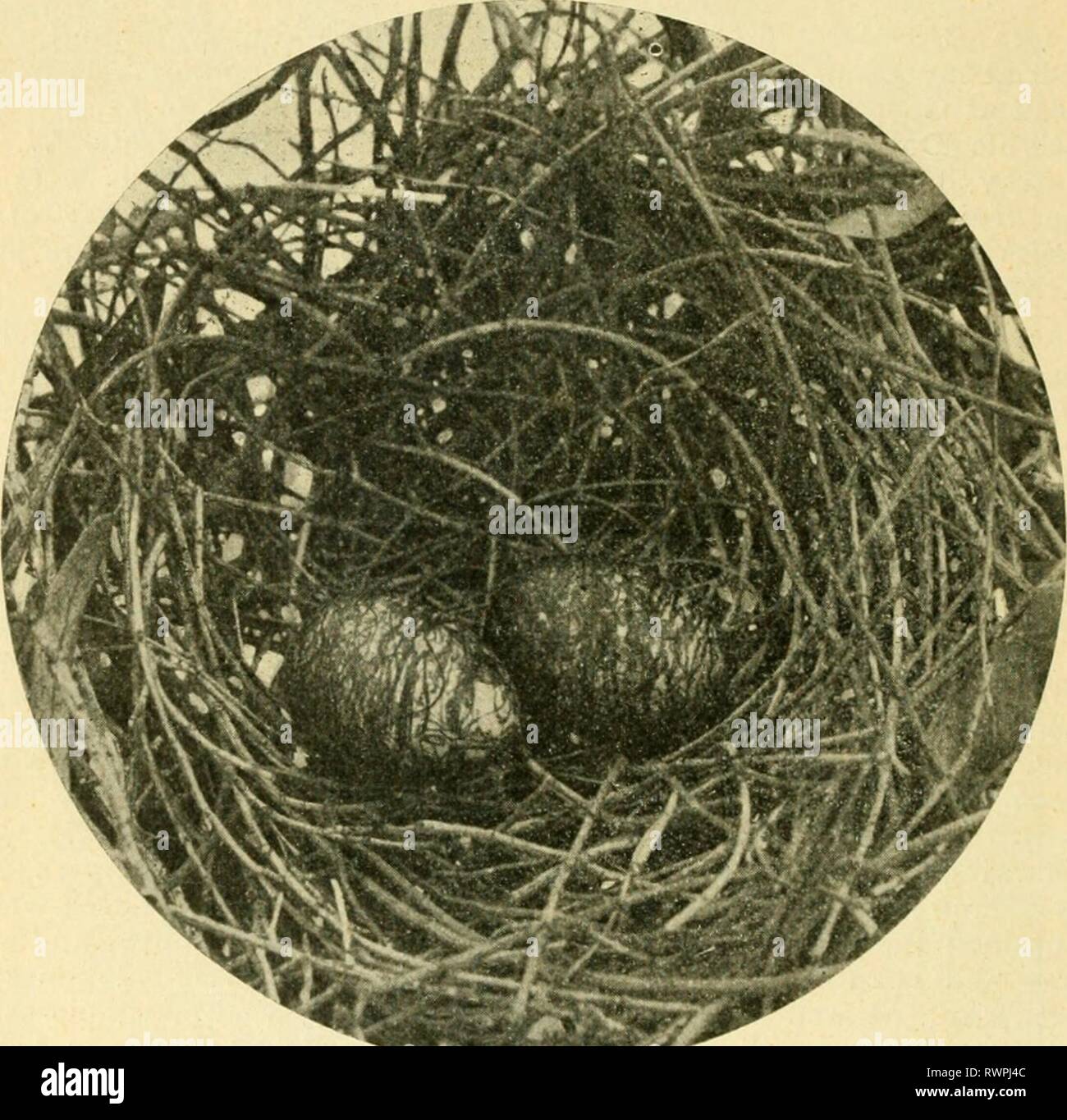 The Emu official organ Stock Photo - Alamy