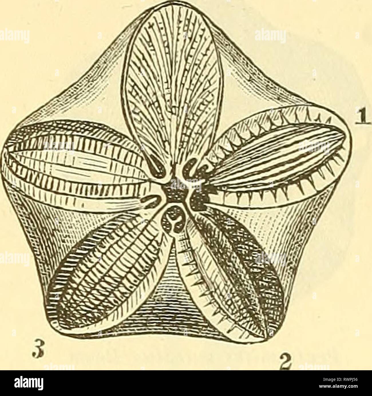 Elemente der palaeontologie (Palaeozoologie) (1884) Elemente der ...