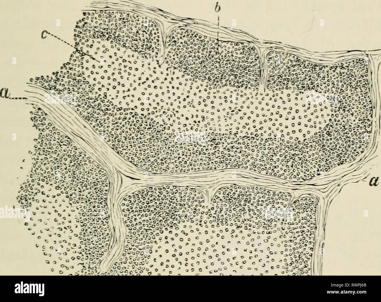 Thymus Histology Drawing