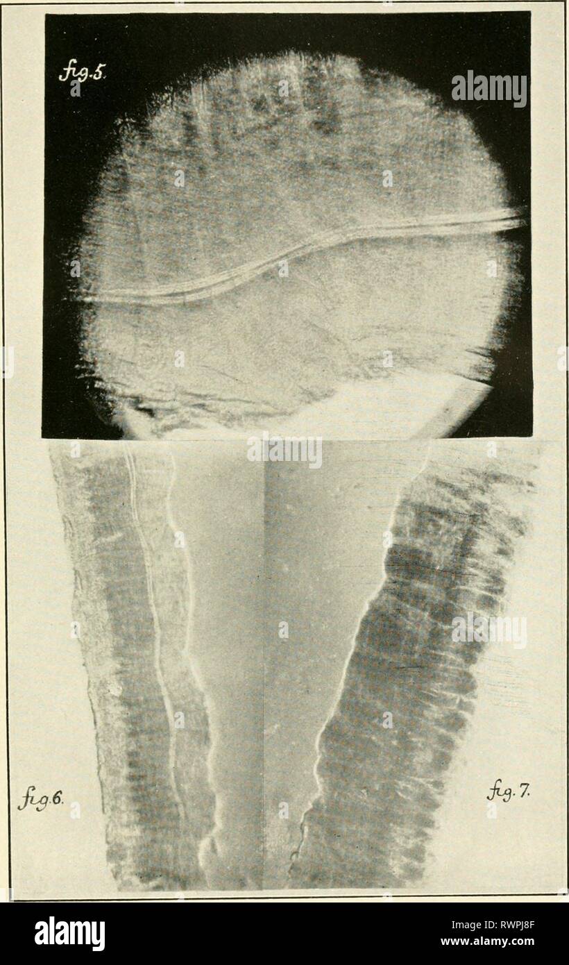 The Emu official organ Stock Photo - Alamy