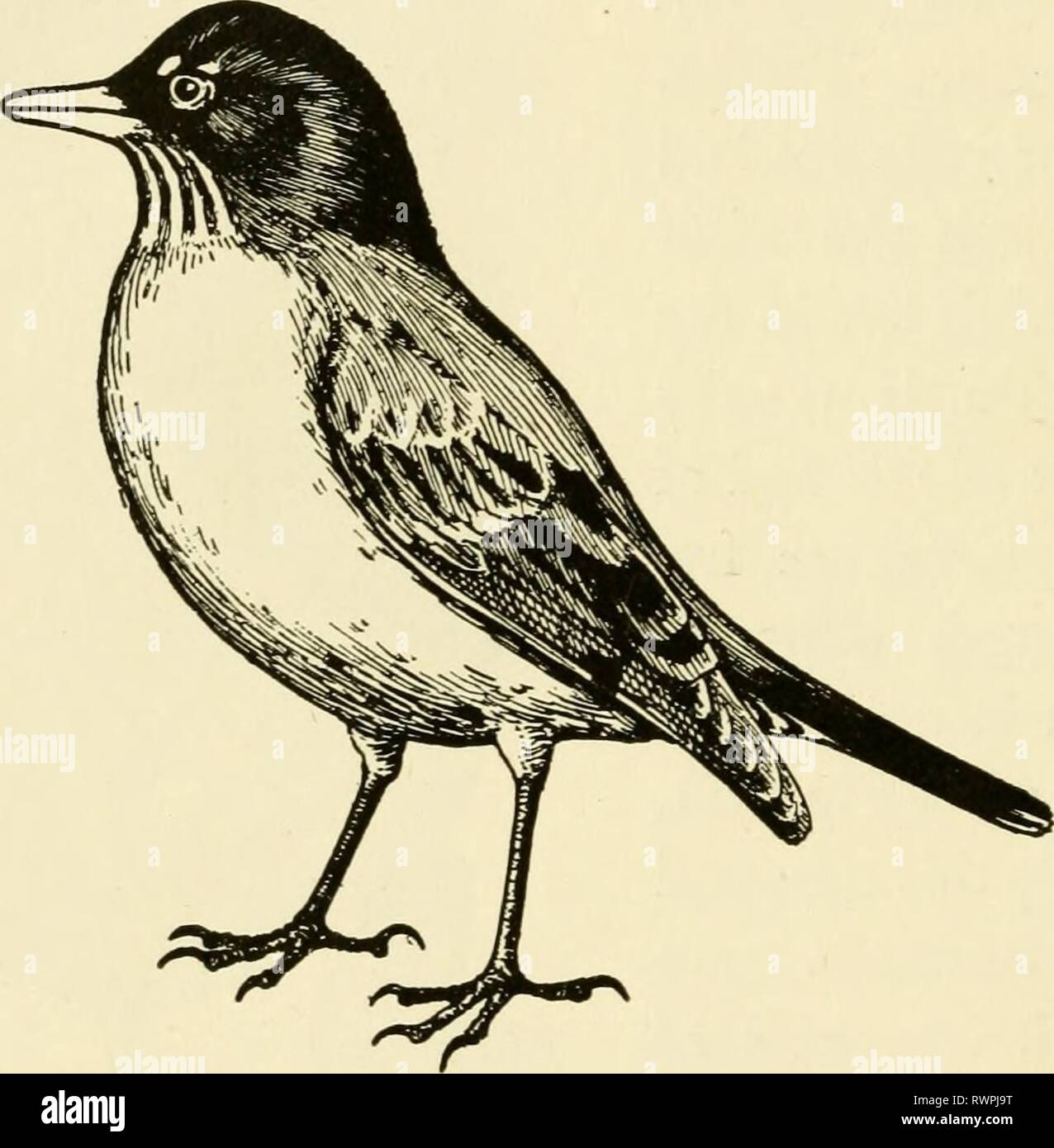 Elements of biology, with special Elements of biology, with special ...